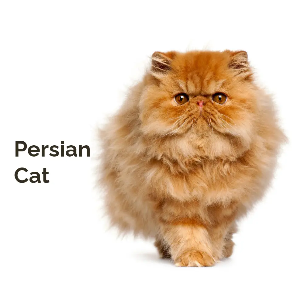 Orange And White Persian Kitten