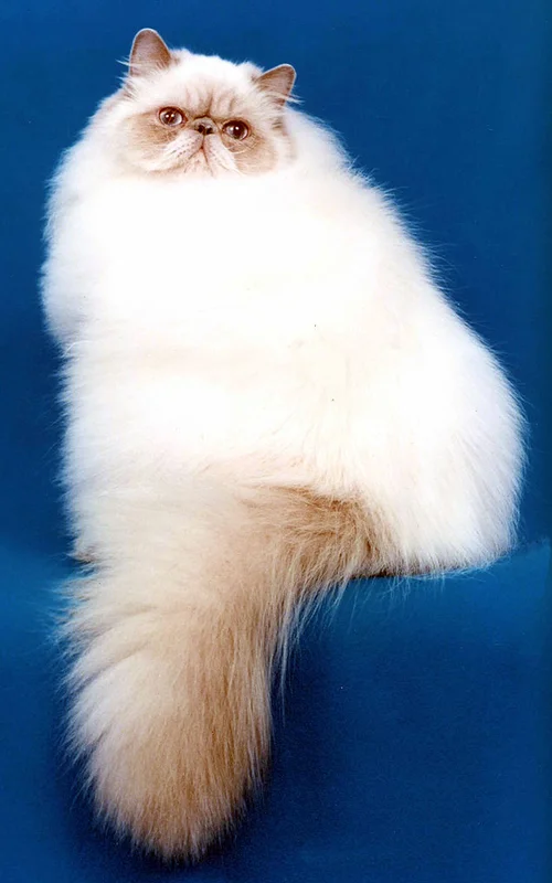 Gatitos Persas Del Himalaya